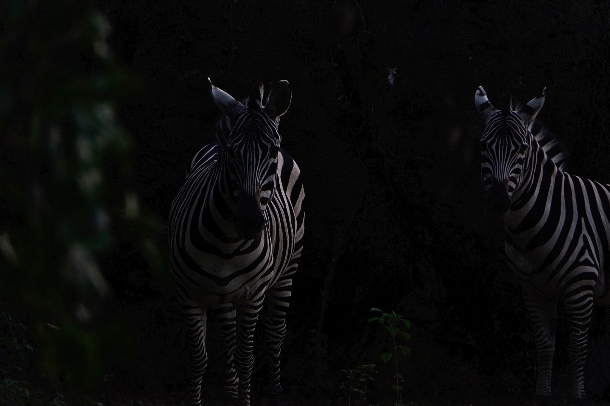 168 ぎょうしまうま | 撮っておき！のんほいフォトアワード2024